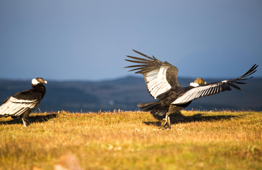 CONDORS WATCHING - Comapa